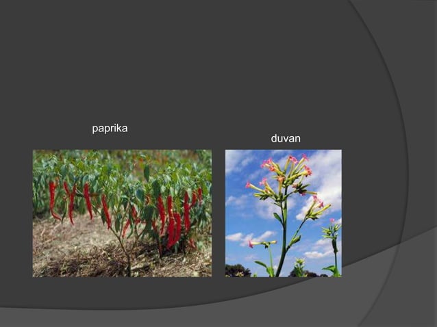 Familia Gentianaceae i Solanaceae | PPTX