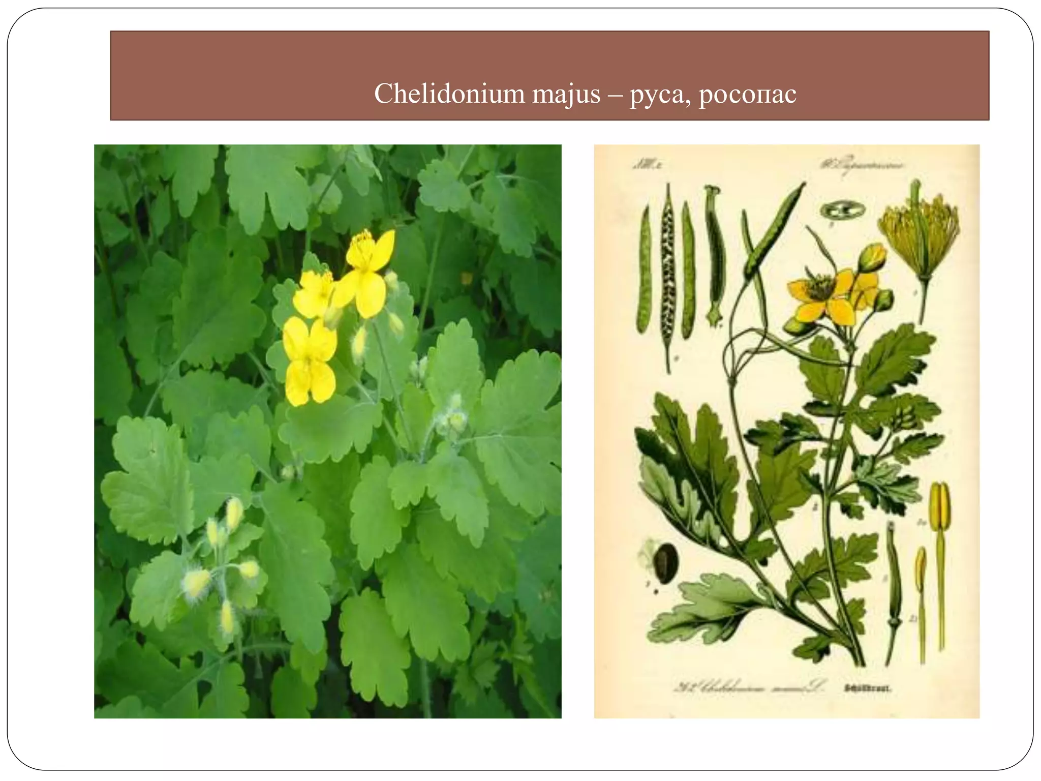 1. Familia Ranunculaceae - ljutici 2. Familia Papaveraceae - makovi | PPTX