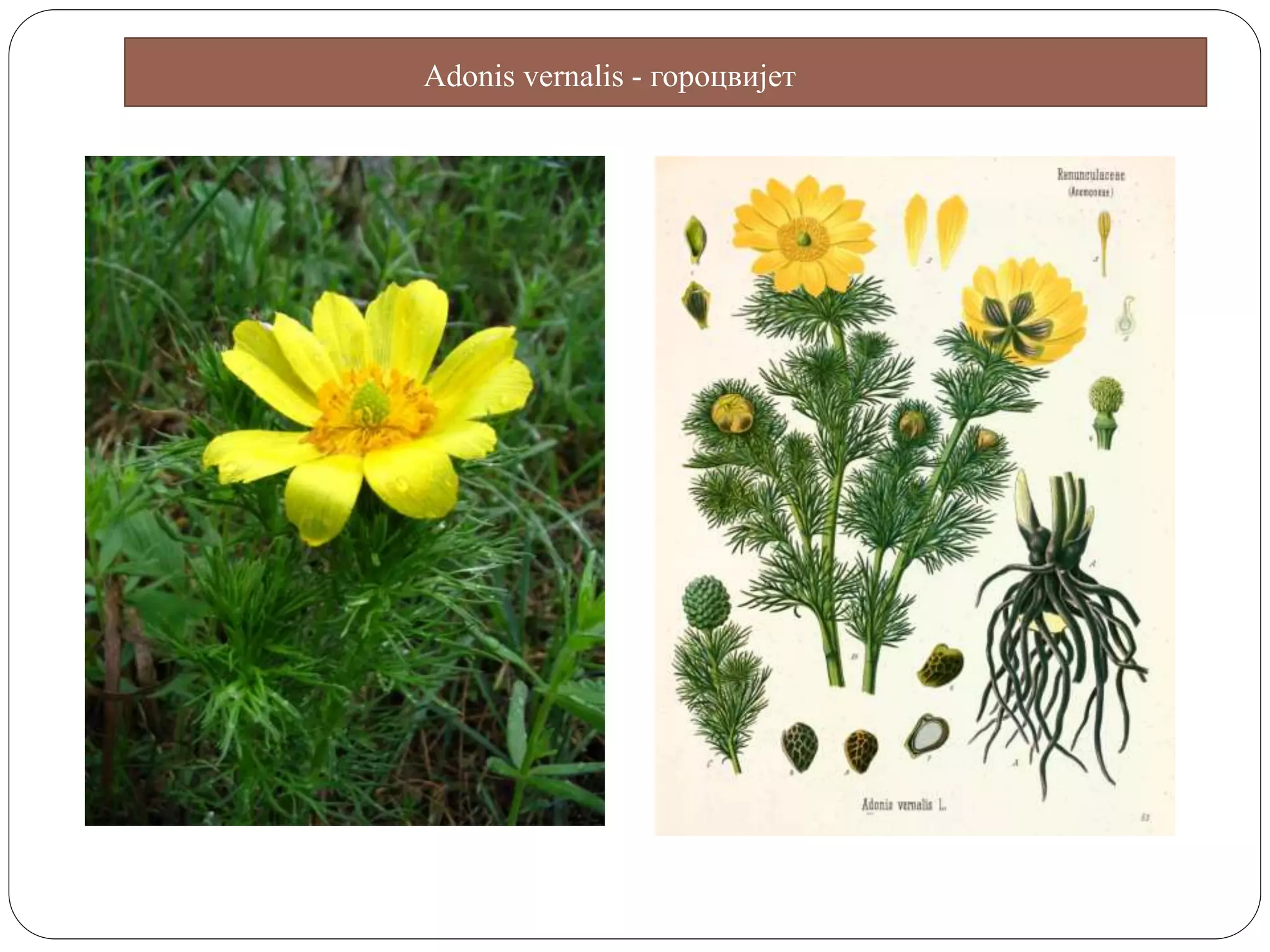 1. Familia Ranunculaceae - ljutici 2. Familia Papaveraceae - makovi | PPTX