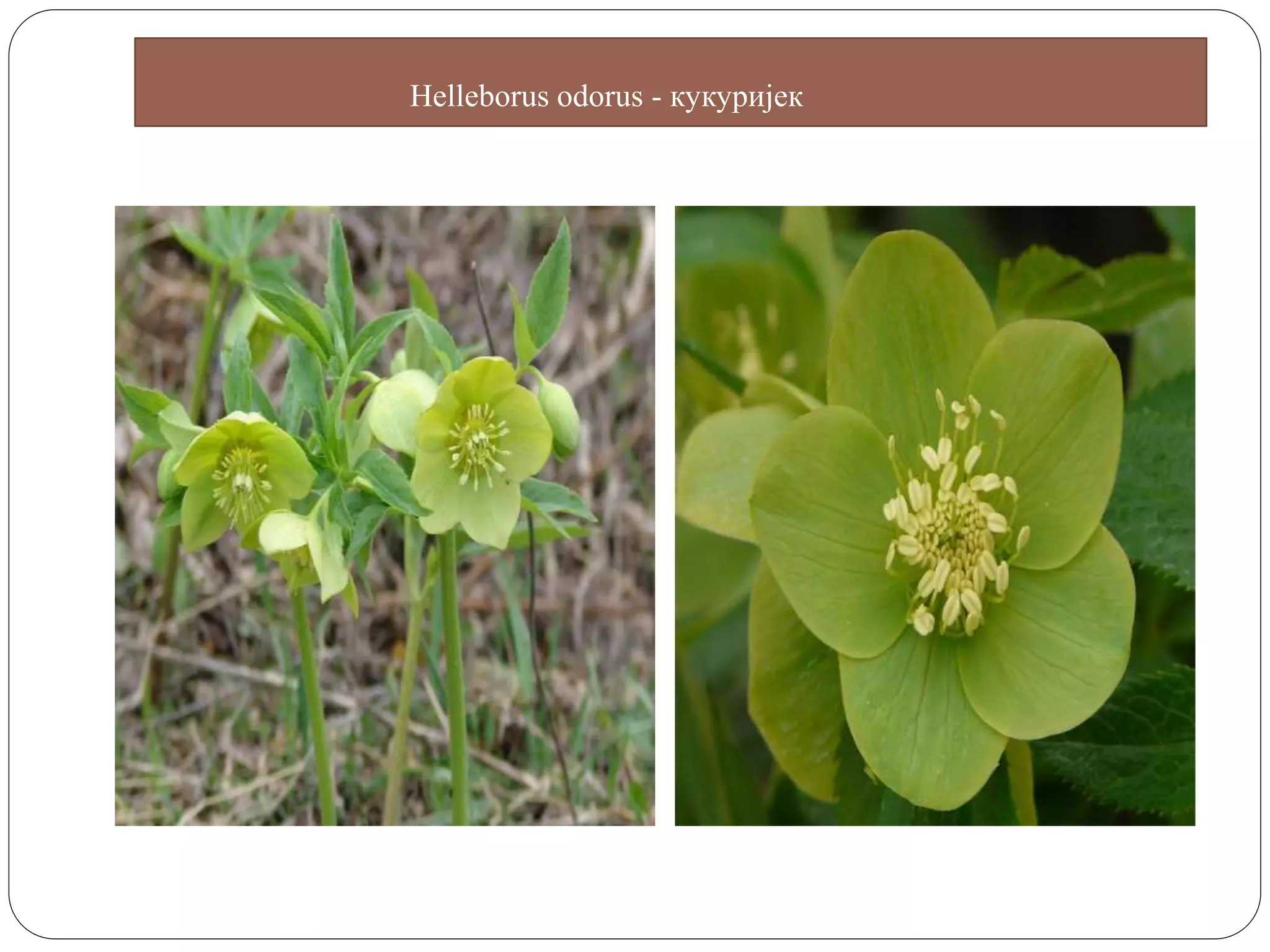 1. Familia Ranunculaceae - ljutici 2. Familia Papaveraceae - makovi | PPTX