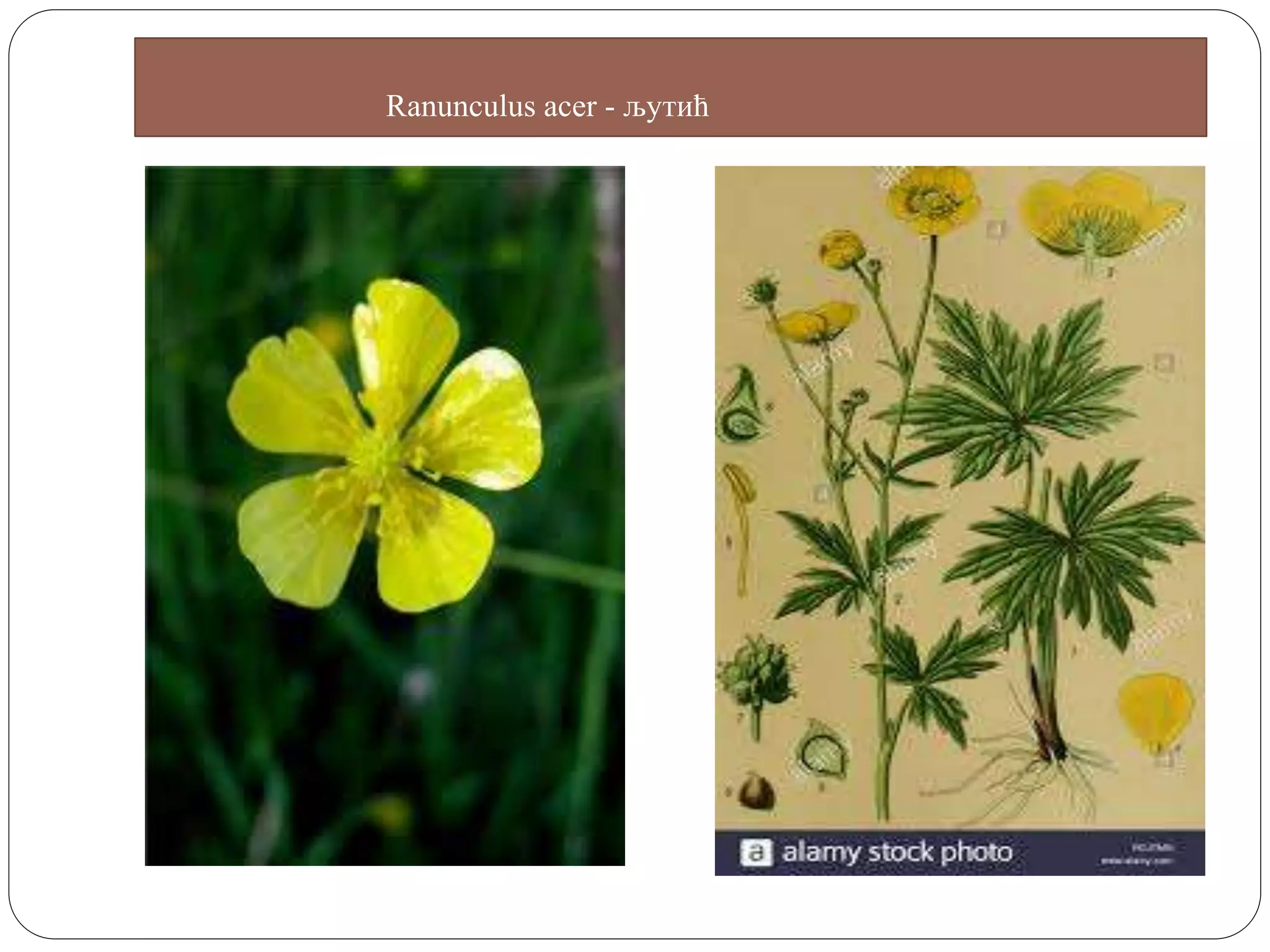 1. Familia Ranunculaceae - ljutici 2. Familia Papaveraceae - makovi | PPTX