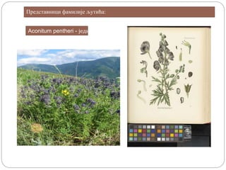 1. Familia Ranunculaceae - ljutici 2. Familia Papaveraceae - makovi | PPTX