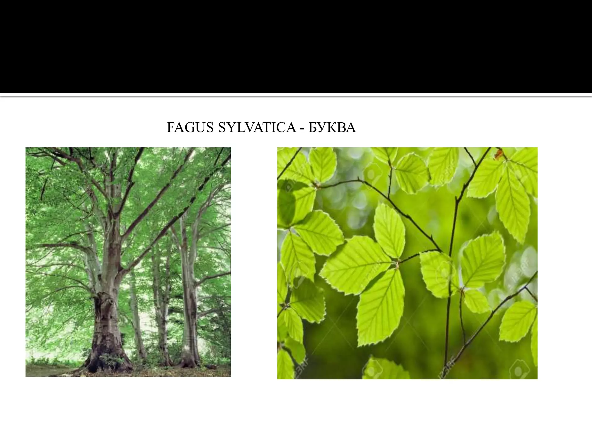 Familia Fagaceae- hrastovi i bukve | PPTX