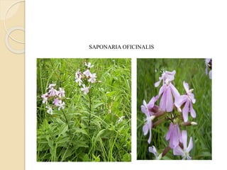 Familia Caryophyllaceae | PPTX