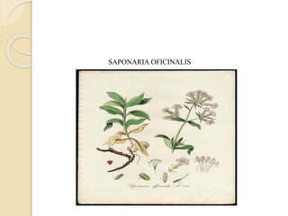 Familia Caryophyllaceae | PPTX