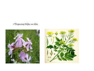 Botanika utvrdjivanje gradiva | PPTX