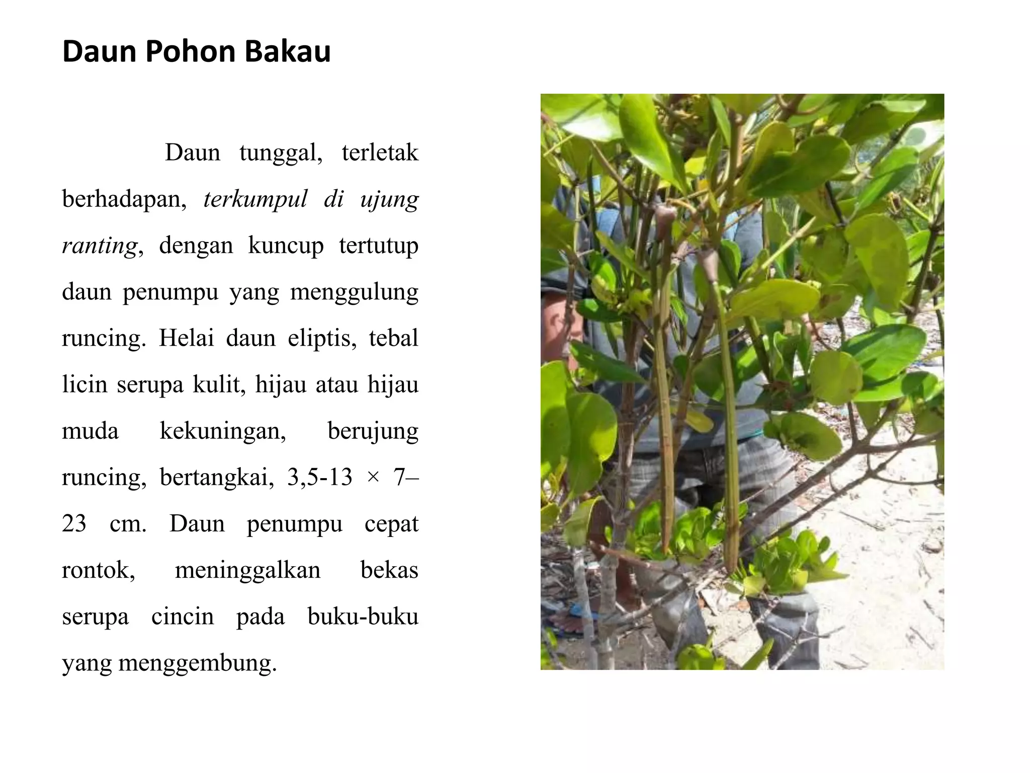 Botani phanerogamae | PPTX