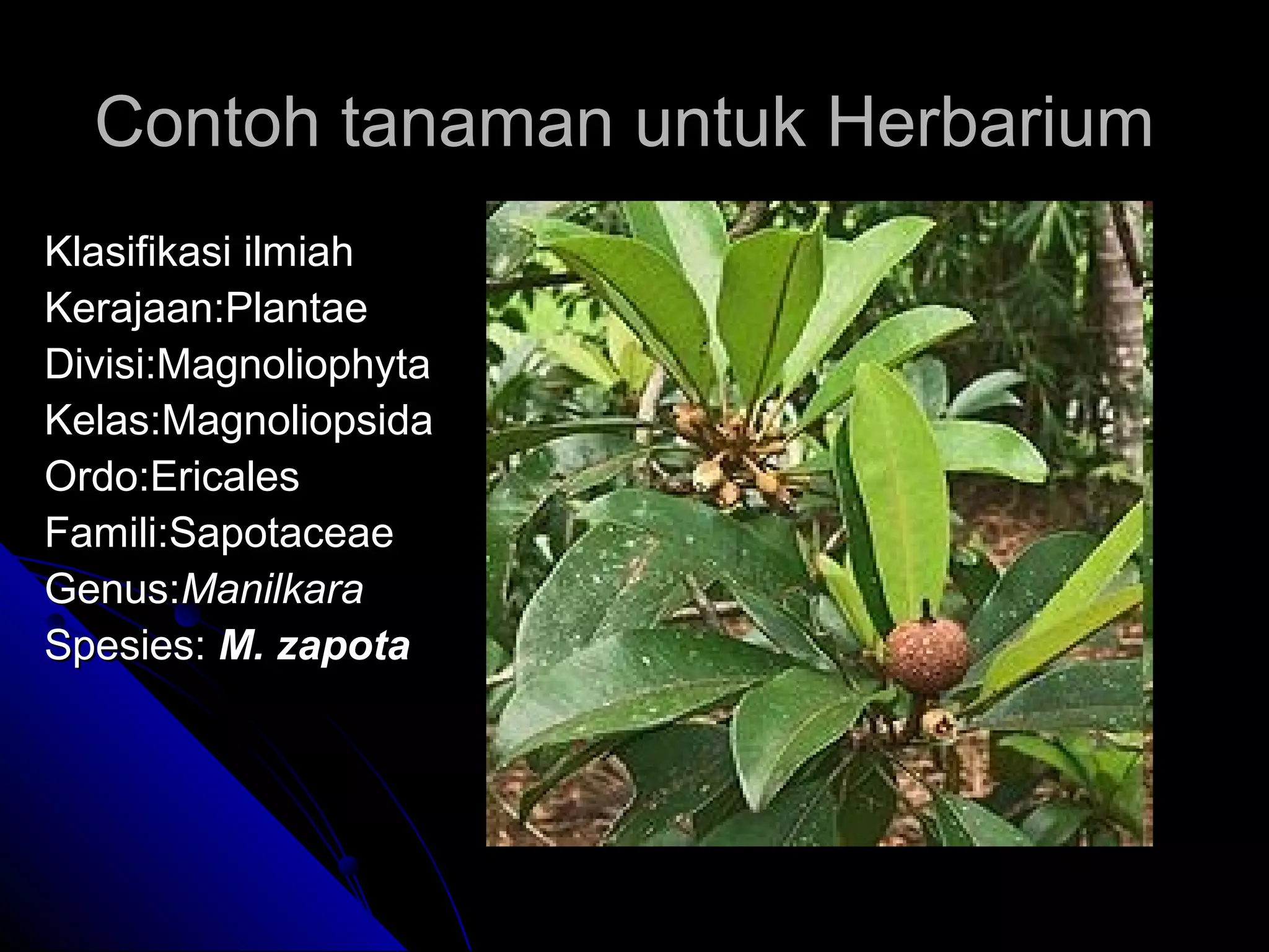 Botani tumbuhan (1) | PPT