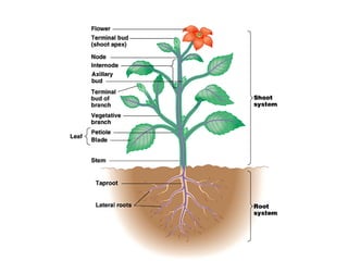 Botani umum | PPT