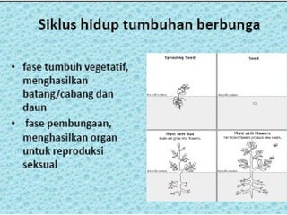 Botani umum | PPT