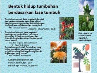 Botani umum | PPT