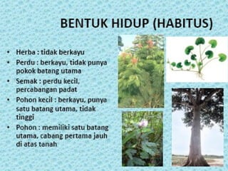 Botani umum | PPT