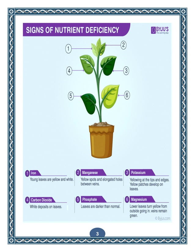 Energy metabolism of plants under oxygen deficiency | PDF | Lung and ...