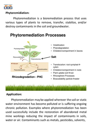 Phytoremidiation | DOCX | Gardening | Home & Garden