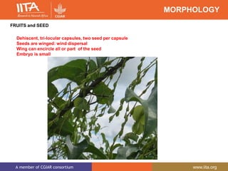 Yam Biology and Botany | PPTX