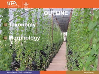Yam Biology and Botany | PPTX