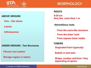Yam Biology and Botany | PPTX