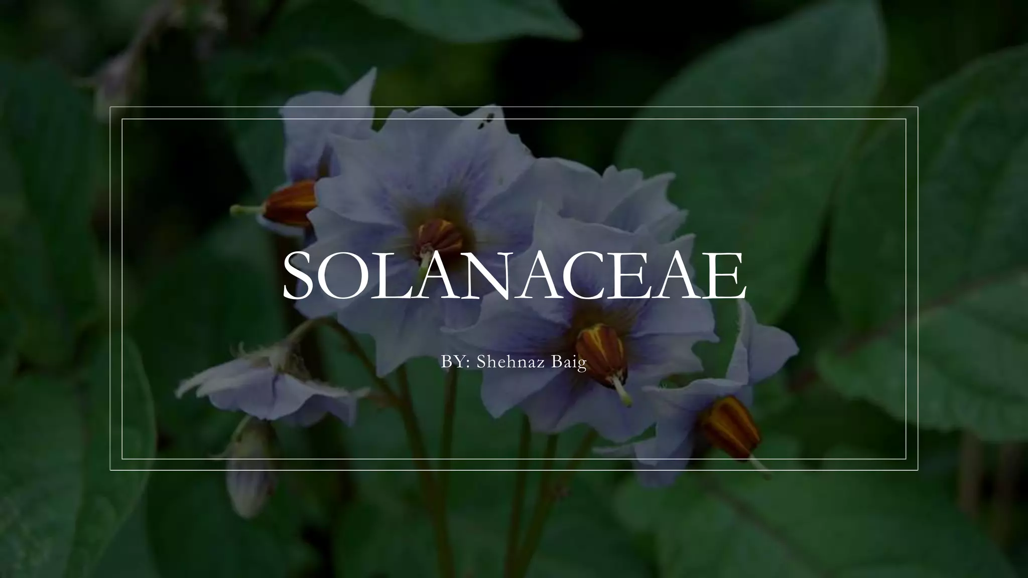 Family Solenaceae | PPTX