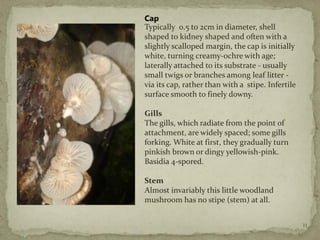 Fungi and Bryophyte around me (Goa): Heirarchy, Images, Thallus ...
