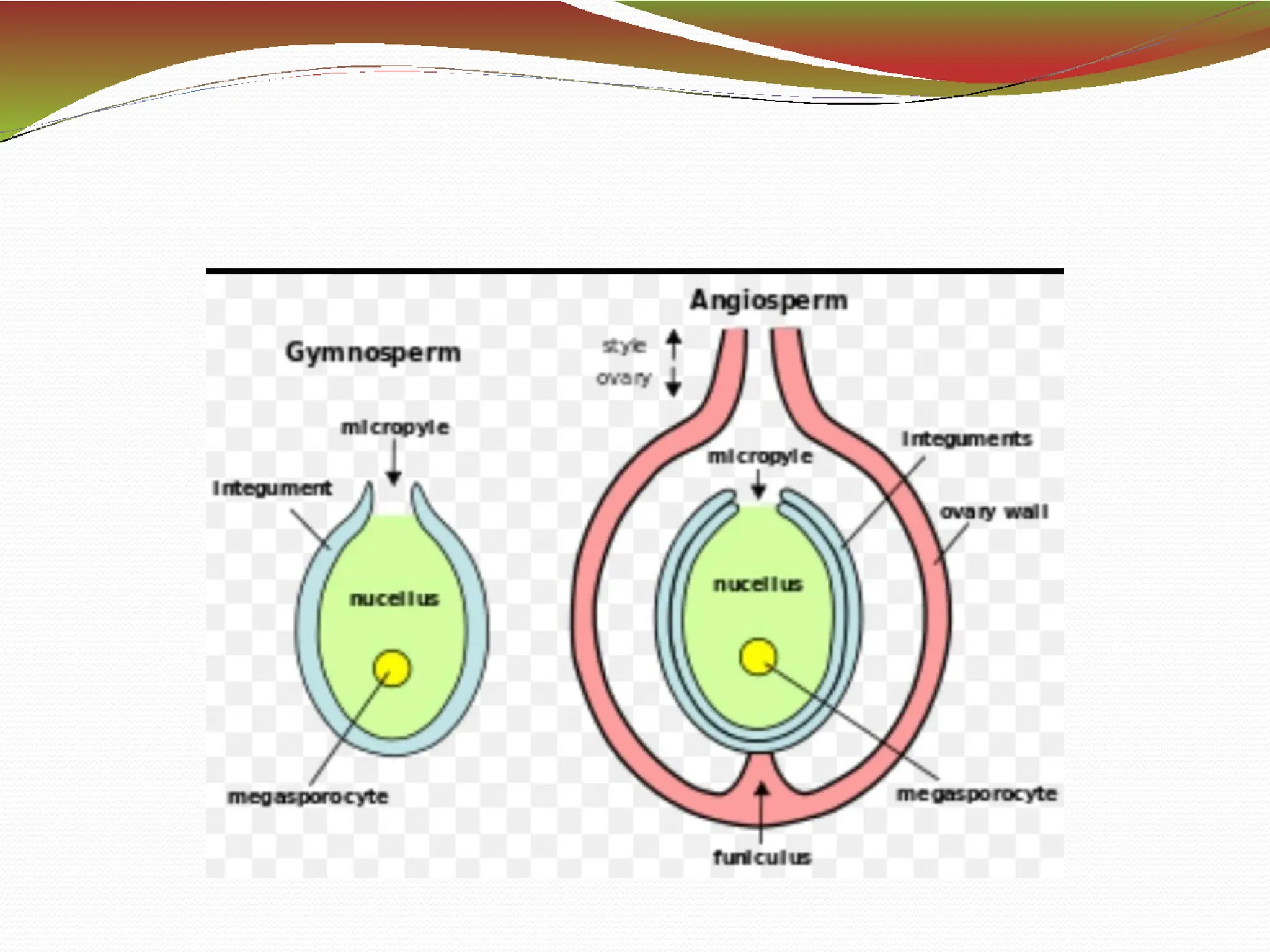 Megasporogenesis botany biology organs ppt | PPT