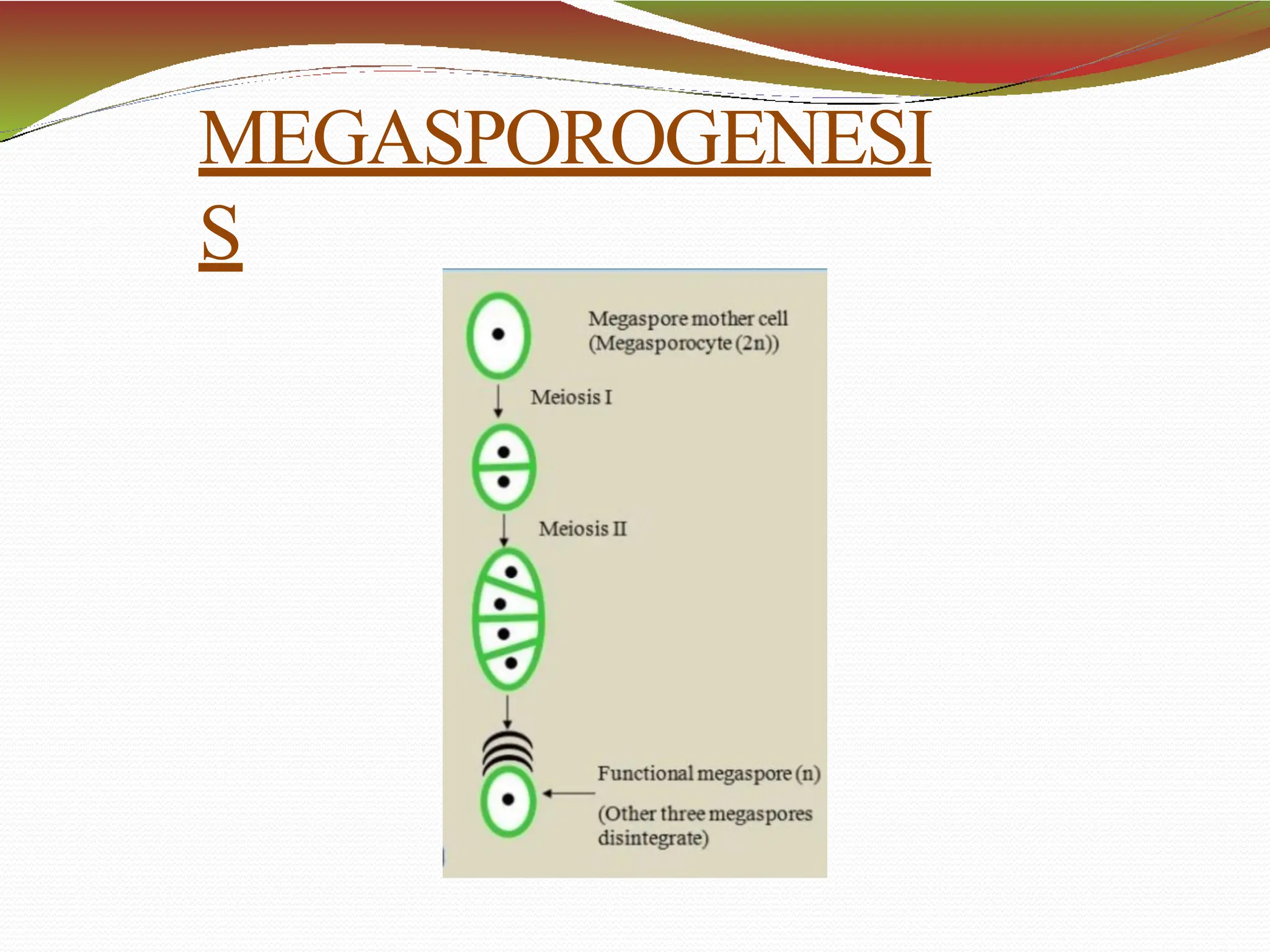 Megasporogenesis botany biology organs ppt | PPT