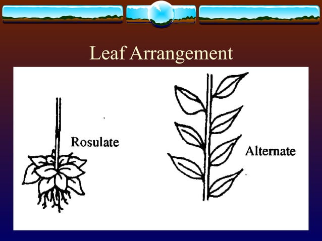 basic botany for 5th class and above student | PPT | Free Download