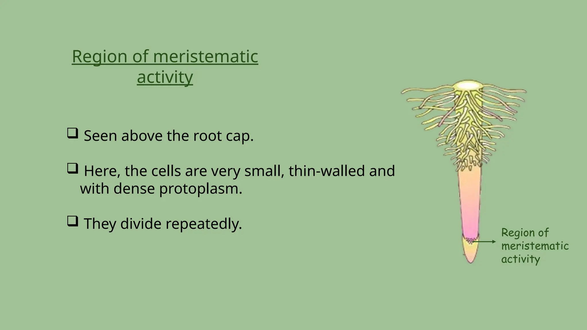 Morphology of Flowering Plant (Biology).pptx