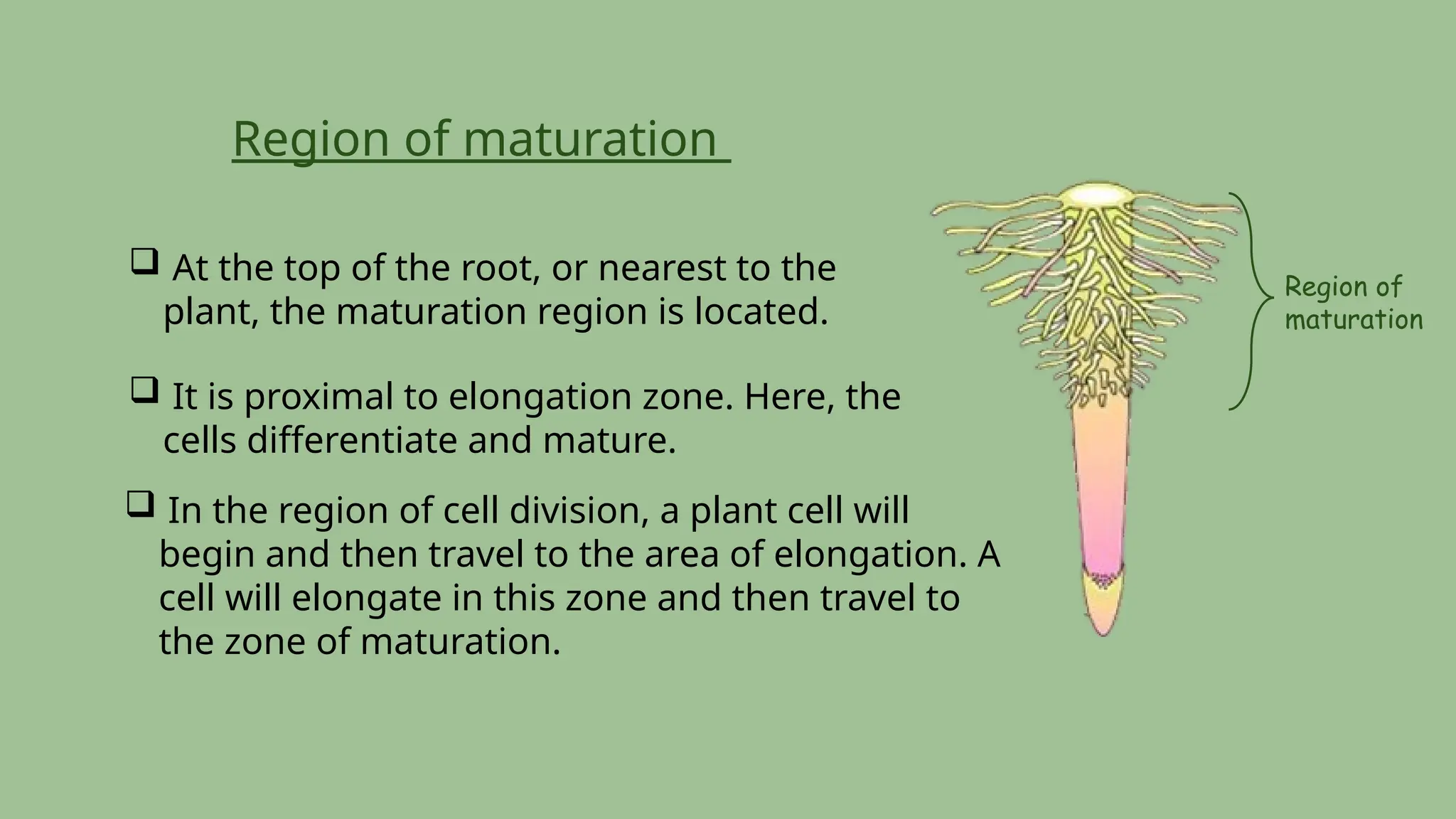 Morphology of Flowering Plant (Biology).pptx
