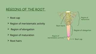 Morphology of Flowering Plant (Biology).pptx
