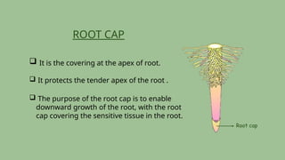Morphology of Flowering Plant (Biology).pptx