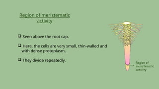 Morphology of Flowering Plant (Biology).pptx