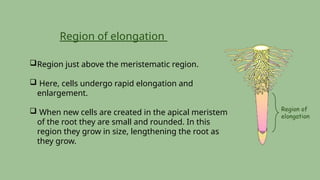 Morphology of Flowering Plant (Biology).pptx
