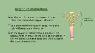 Morphology of Flowering Plant (Biology).pptx