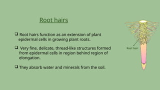 Morphology of Flowering Plant (Biology).pptx