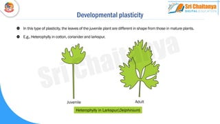 Botany- (3) Plant growth and development.pdf
