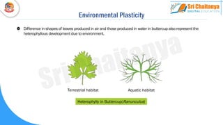 Botany- (3) Plant growth and development.pdf