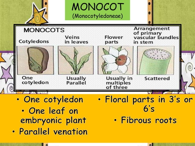 Plant Kingdom- Division Anthophyta | PPTX