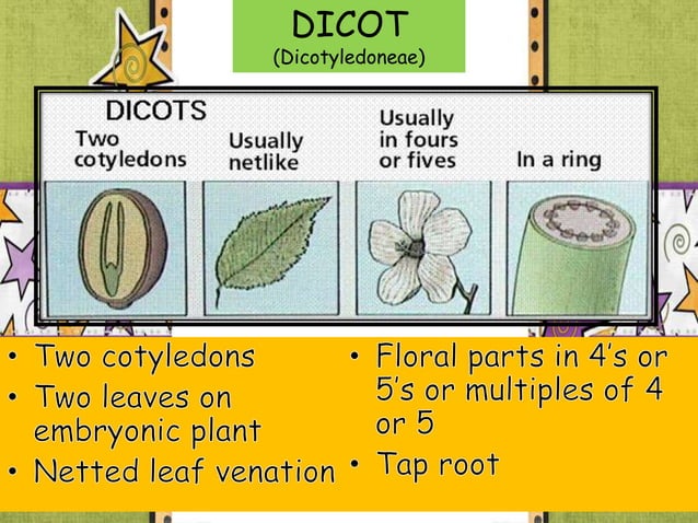 Plant Kingdom- Division Anthophyta | PPTX