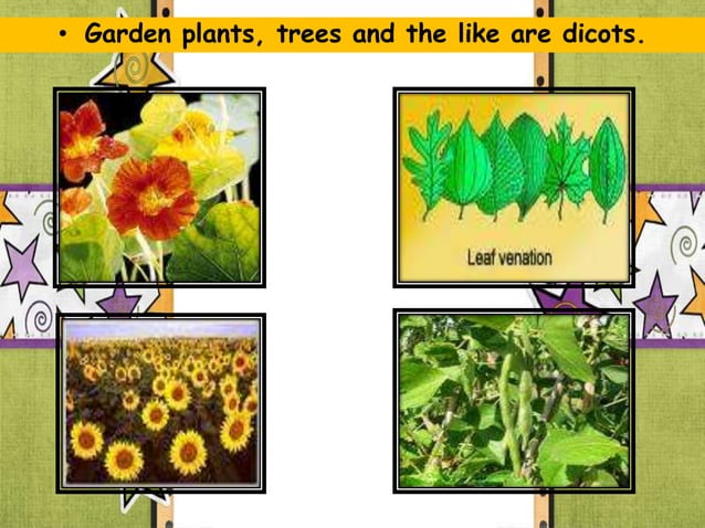 Plant Kingdom- Division Anthophyta | PPTX