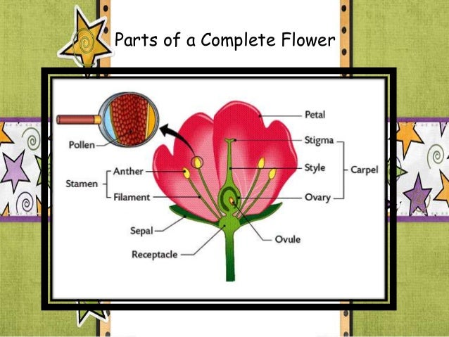 Plant Kingdom- Division Anthophyta