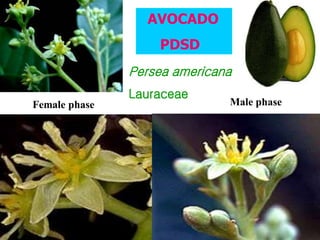 Botany hort. crops-1-1 | PDF