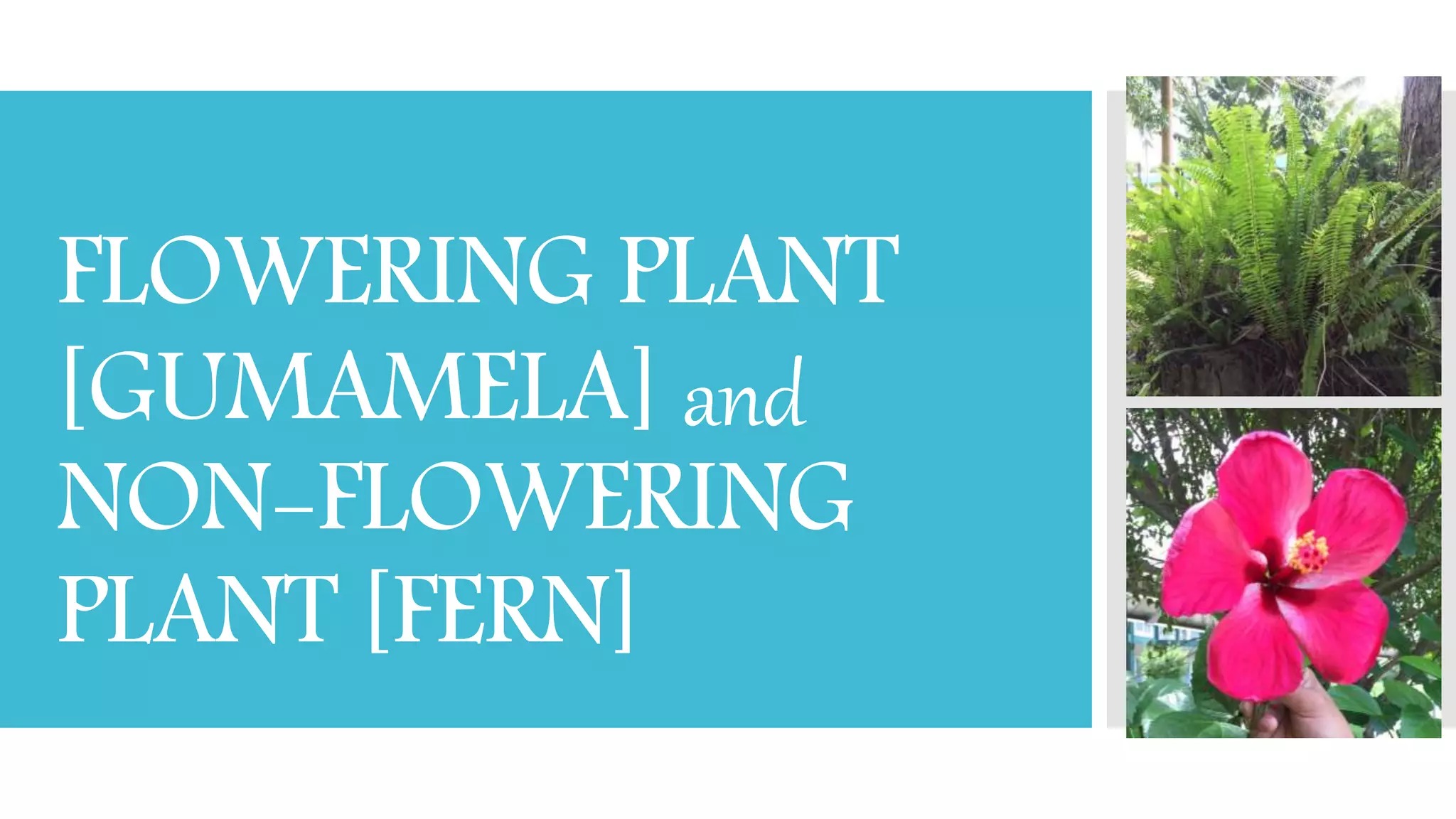 Botany presentation | PPTX