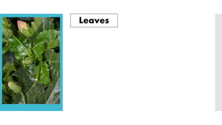 Botany presentation | PPTX
