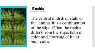 Botany presentation | PPTX