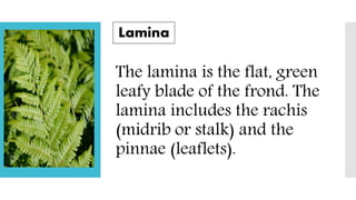 Botany presentation | PPTX