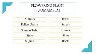 Botany presentation | PPTX