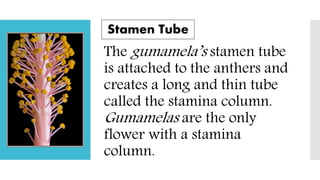 Botany presentation | PPTX