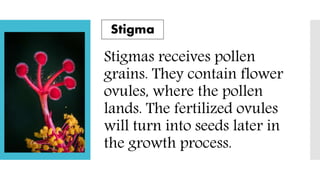 Botany presentation | PPTX