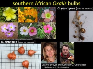Phylogeny and biogeography of Oxalis: preliminary results based on ...