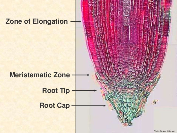 Onion Root Meristem Allium Root Tip Meristematic Zone As